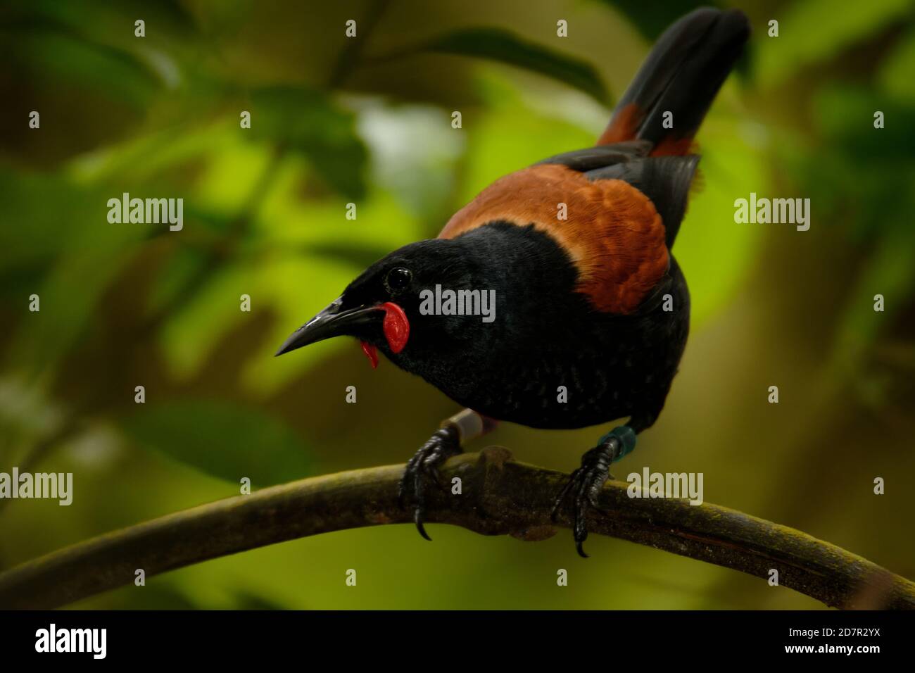 Singing North Island Saddleback - Philesturnus rufusater - tieke in the ...
