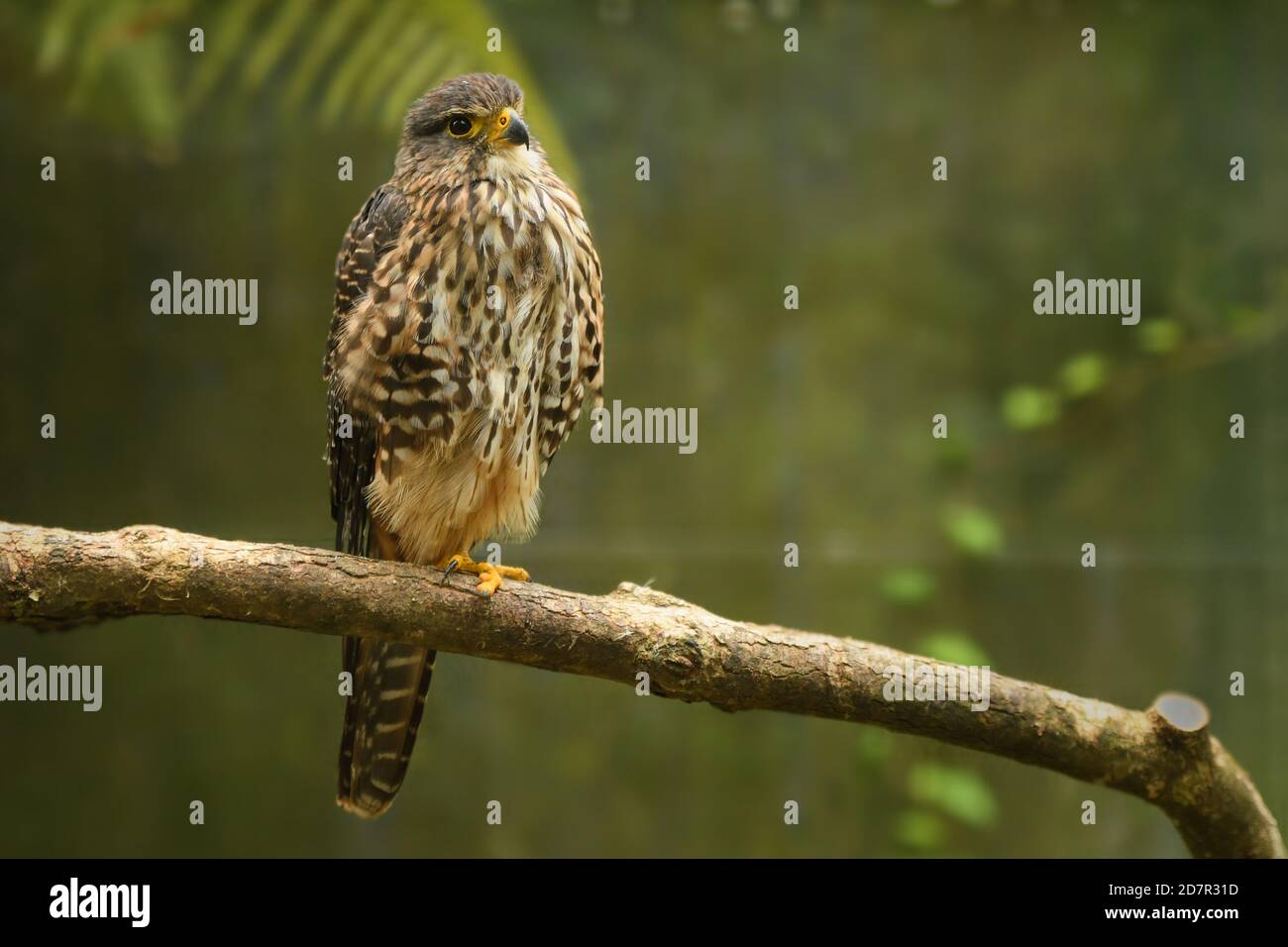 New Zealand Falcon - Falco novaeseelandiae - Karearea bird of prey from ...