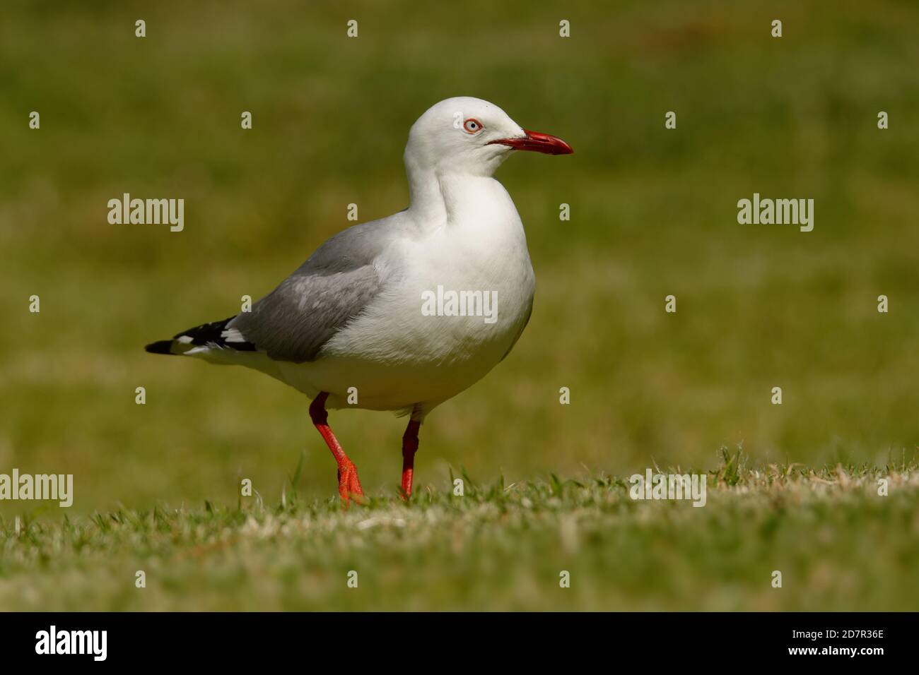 Native species of new zealand hi-res stock photography and images - Alamy