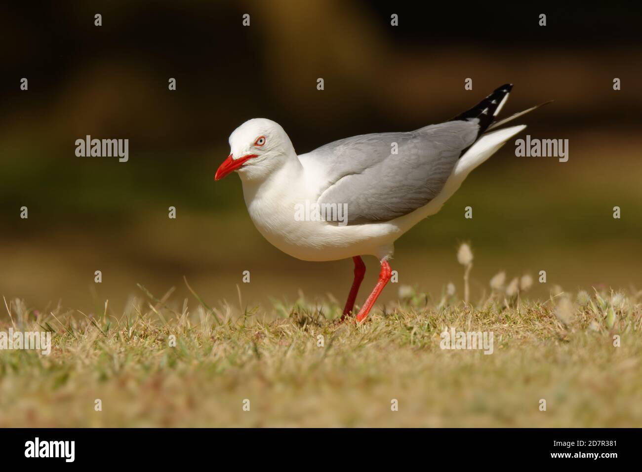 Red-billed Gull - Chroicocephalus scopulinus also Mackerel or Dolphin ...