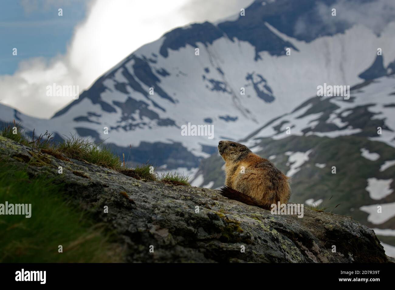 Marmot mountain hi-res stock photography and images - Alamy