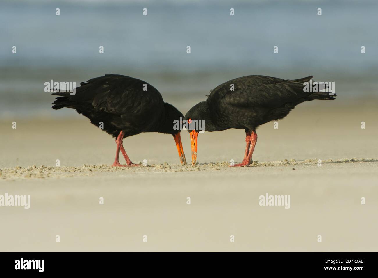 Oystercatcher birds new zealand hi-res stock photography and images - Alamy