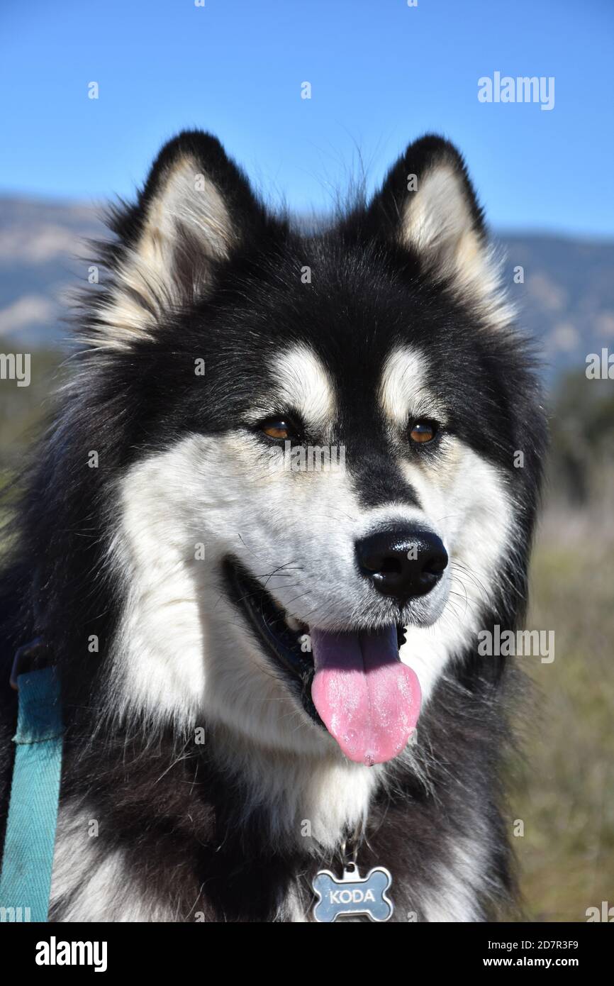 What Is An Alusky Dog