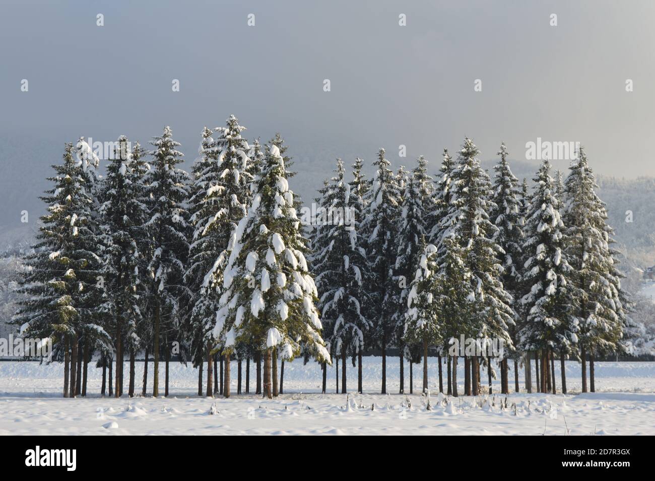 Fir avenue hi-res stock photography and images - Alamy