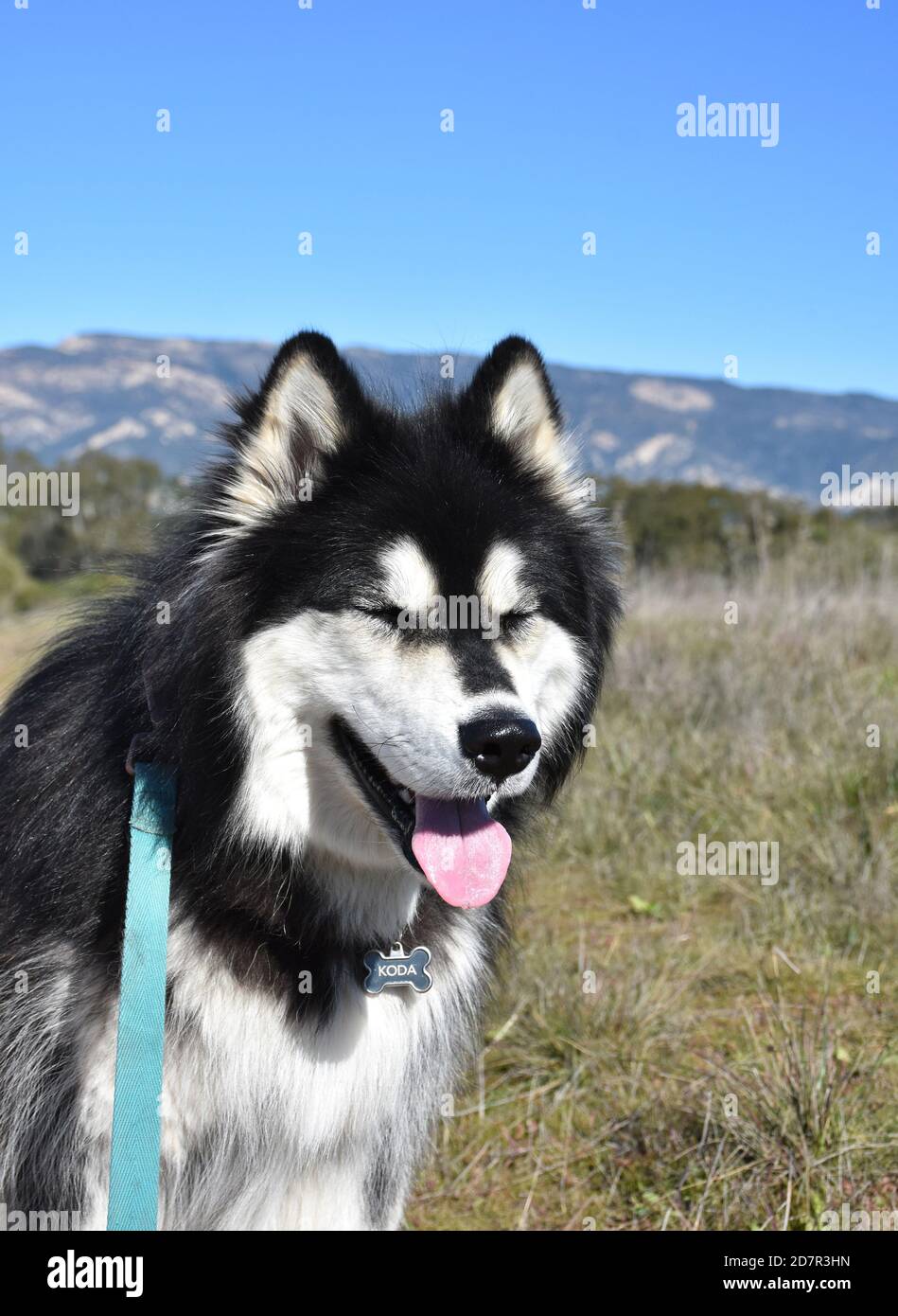 Do Dogs Squint In The Sun