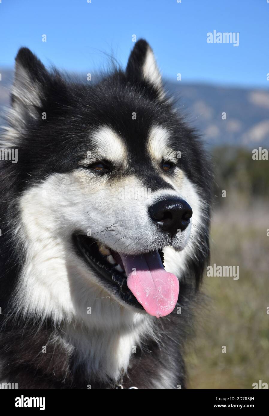 Alusky hi-res stock photography and images - Alamy