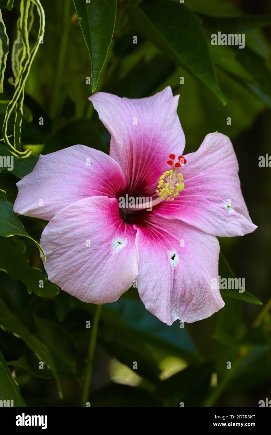 Hibiscus flower, Rarotonga, Cook Islands, South Pacific Stock Photo - Alamy