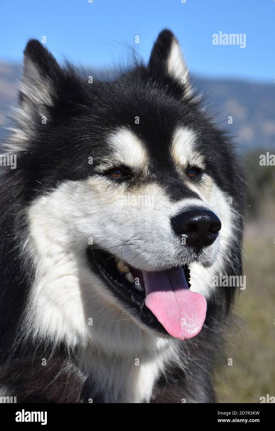 What Is An Alusky Dog