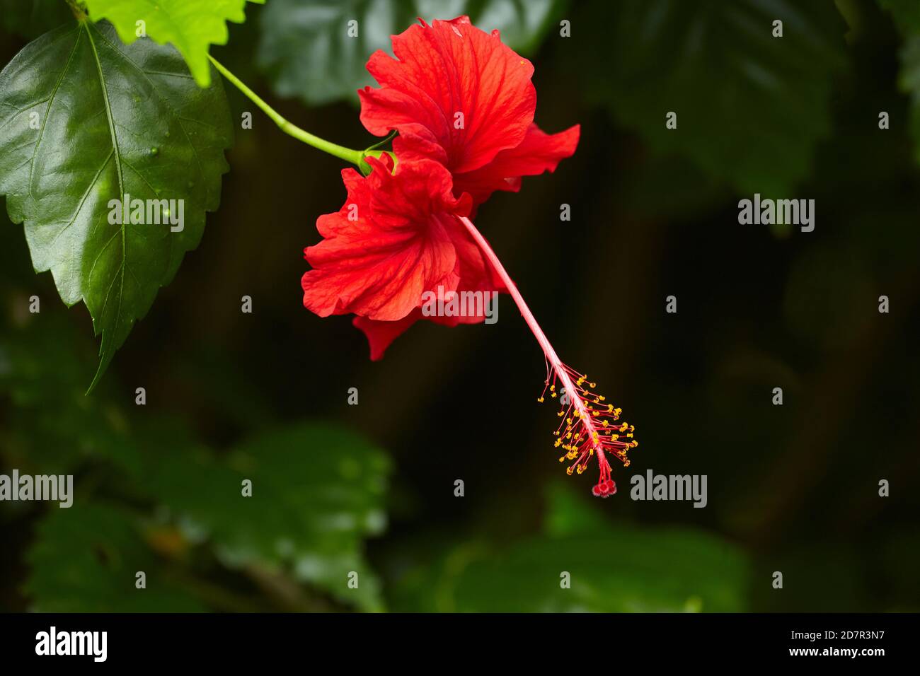 Cook islands flowers hi-res stock photography and images - Alamy