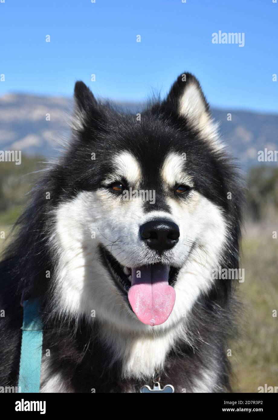 Furry Alaskan malamute dog with a very sweet face Stock Photo - Alamy