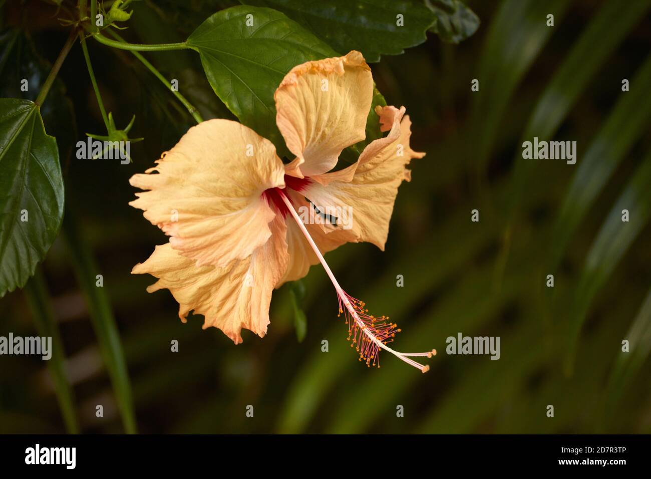 Hibiscus flower, Rarotonga, Cook Islands, South Pacific Stock Photo - Alamy