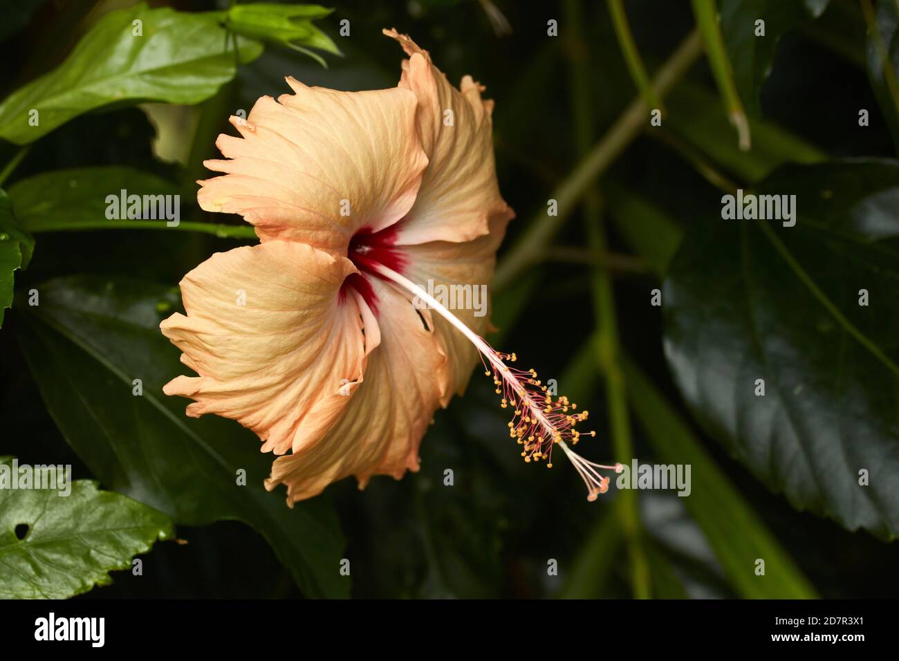 Flower of the islands hi-res stock photography and images - Alamy