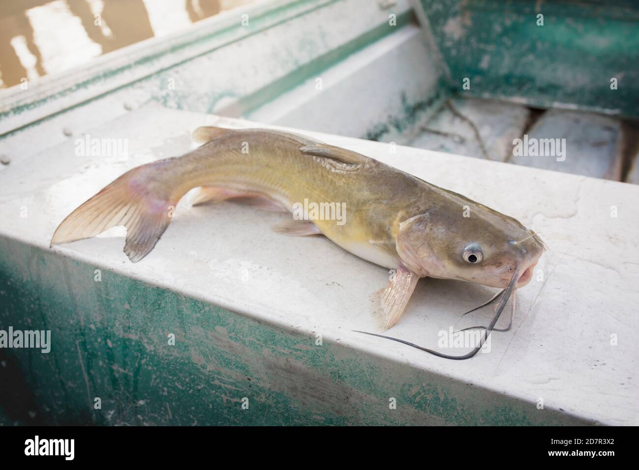 Blue Channel Catfish Caught in a Louisiana Bayou Stock Photo - Alamy