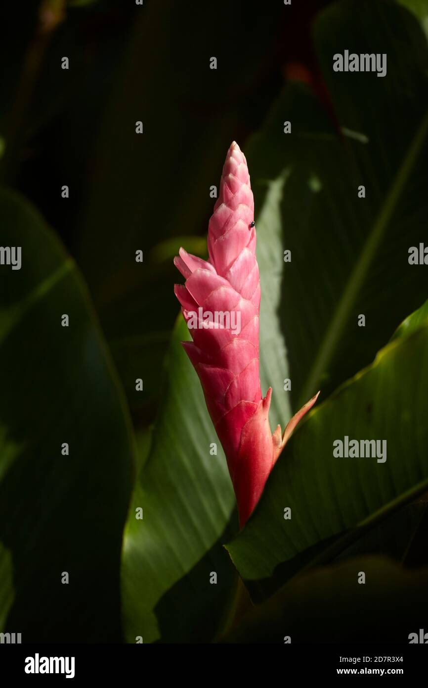 Cook islands flowers hi-res stock photography and images - Alamy
