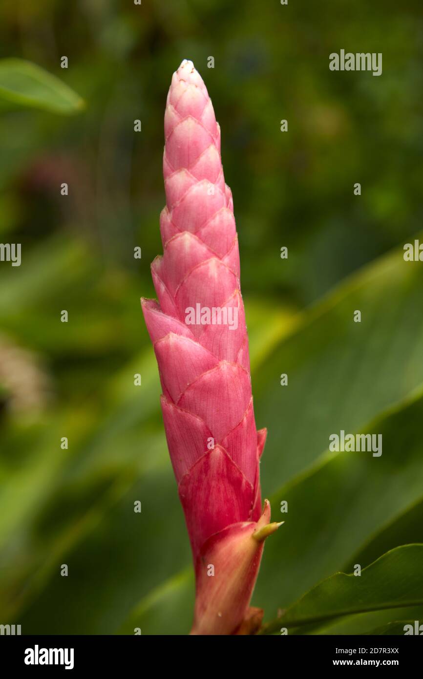 Pink wild ginger flower, Rarotonga, Cook Islands, South Pacific Stock ...