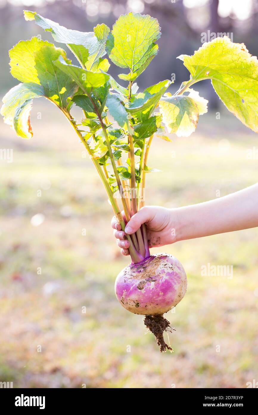 Fresh Turnip Picked in Garden Stock Photo - Alamy