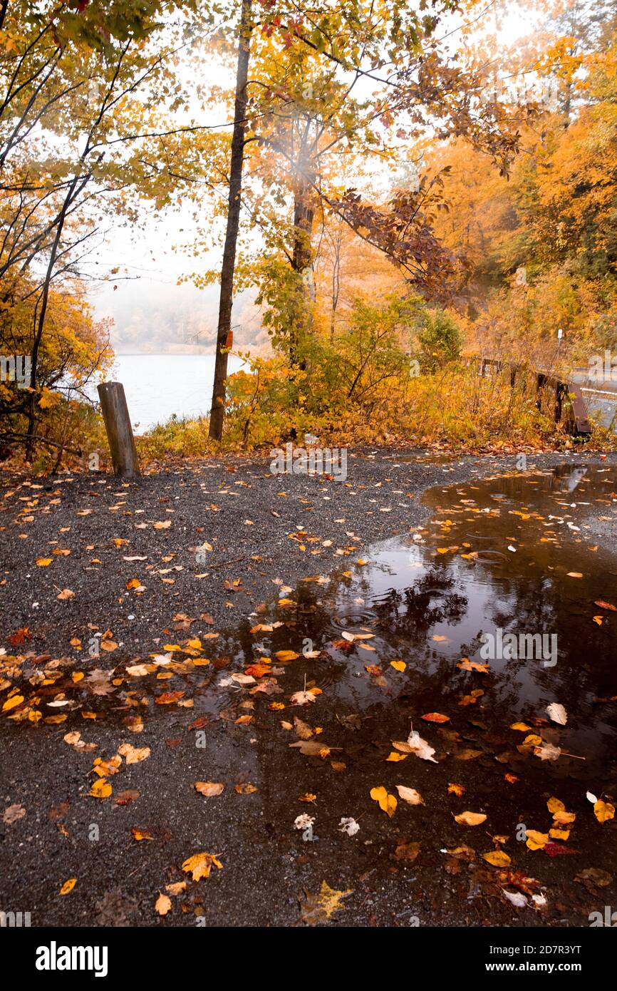 Autumn scene with fallen leaves and puddle on fall day Stock Photo - Alamy