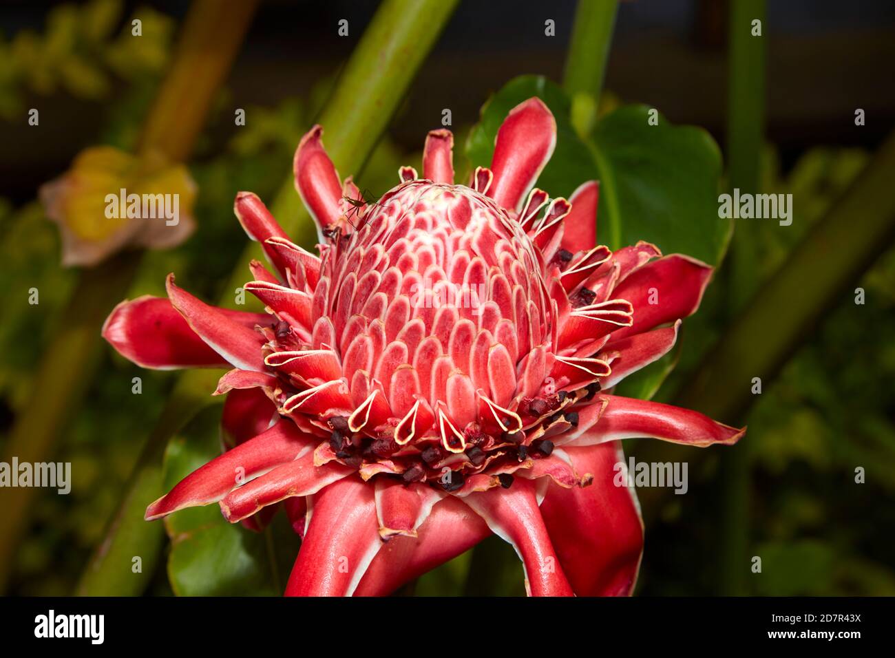 Torch Ginger (Nicolaia elatior), Maire Nui Gardens, Titakaveka ...