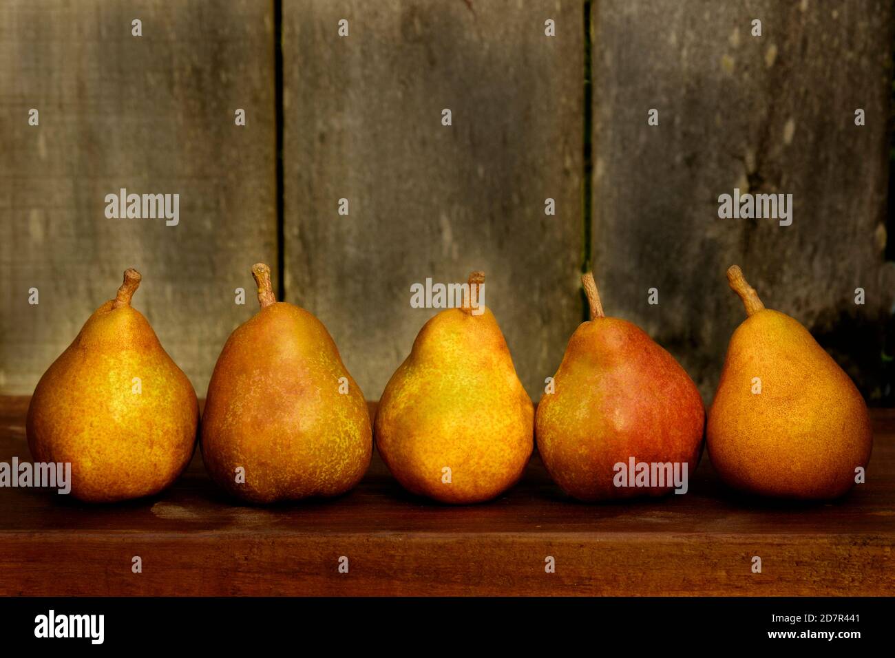 Autumn harvest pears lined up on a shelf with vertical board background ...
