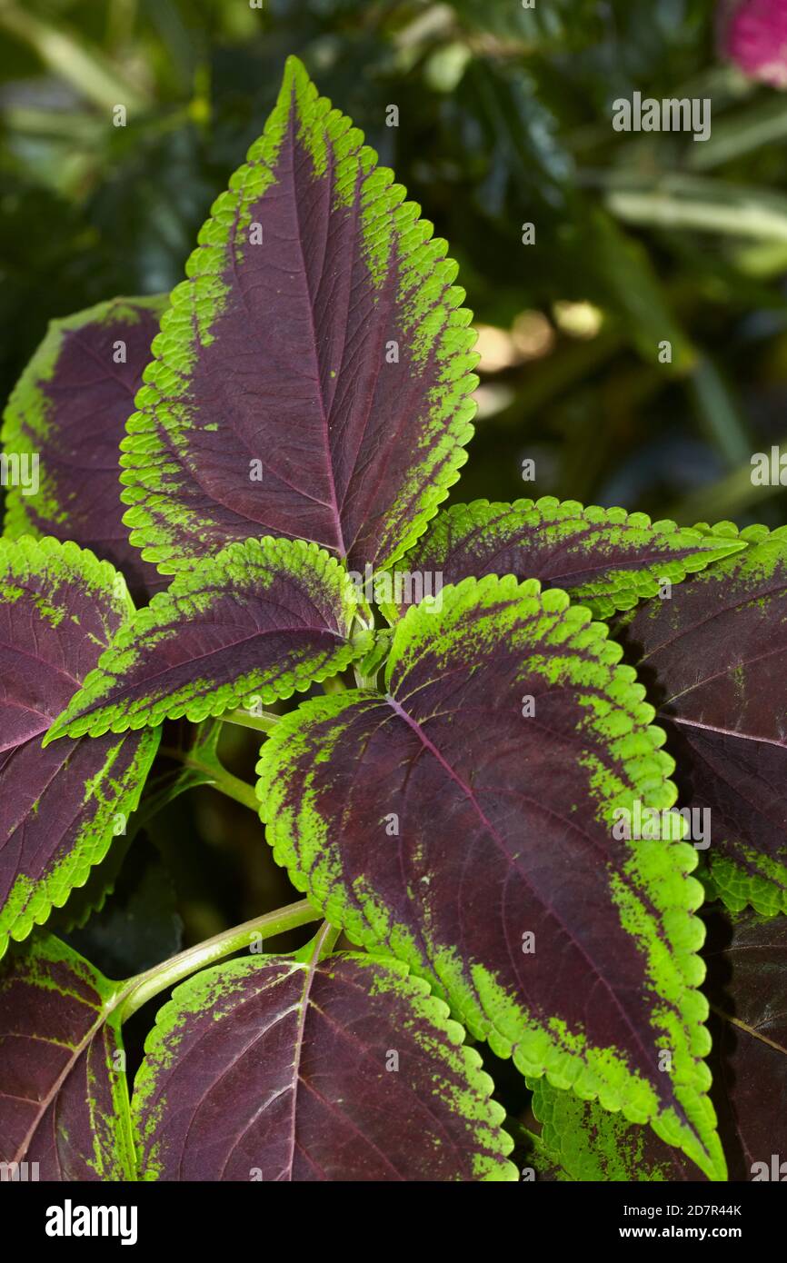 Leaves of tropical plant, Rarotonga, Cook Islands, South Pacific Stock ...