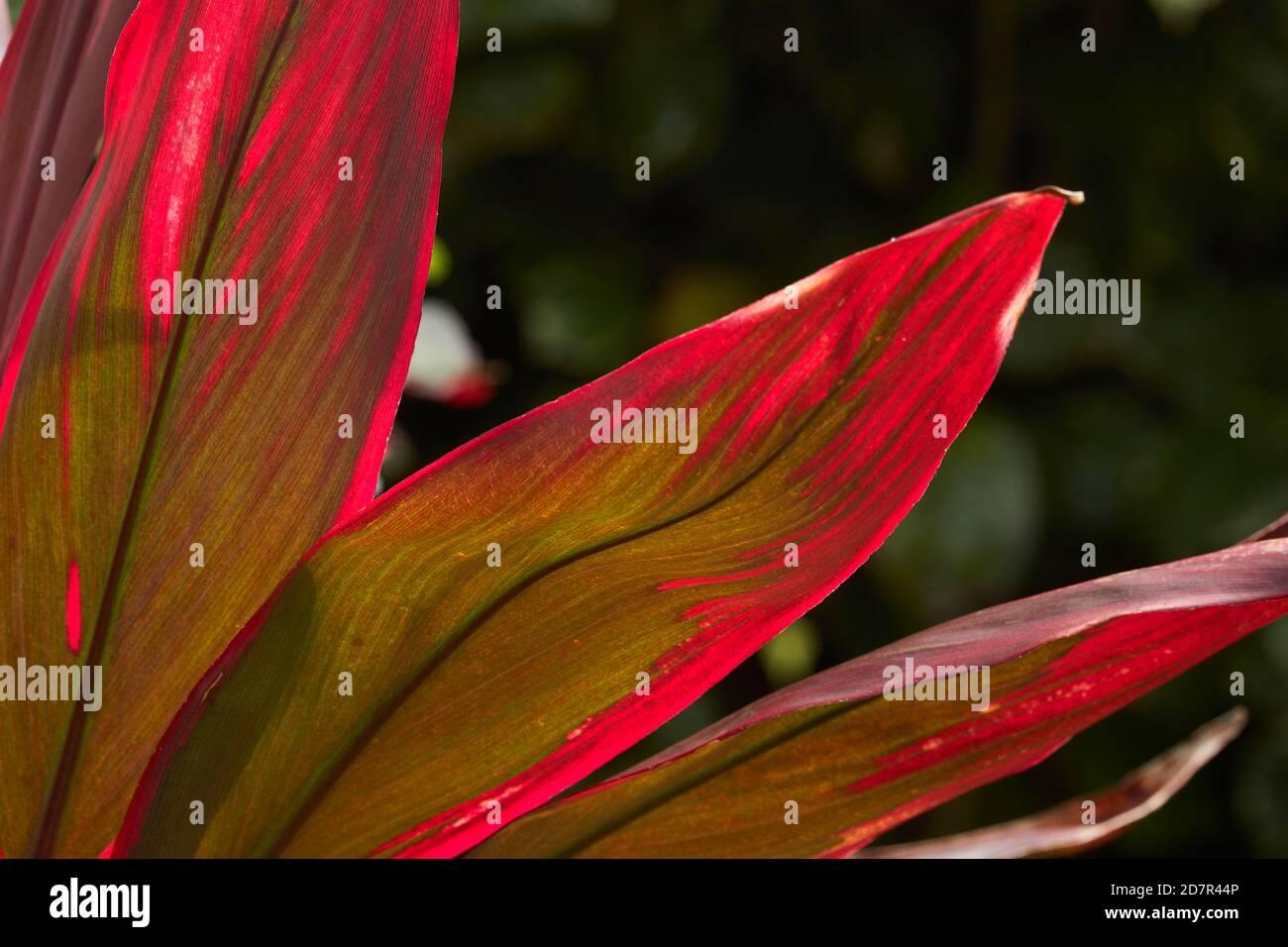 Leaves tropical plant rarotonga hi-res stock photography and images - Alamy