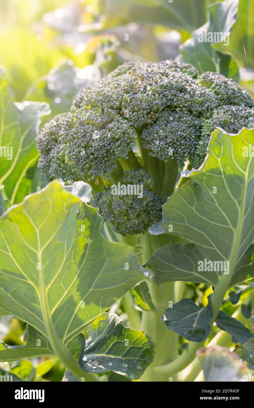 Broccoli Plant in Garden Stock Photo - Alamy