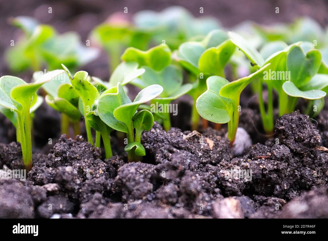Side view of green radish seedlings sprouting Stock Photo - Alamy