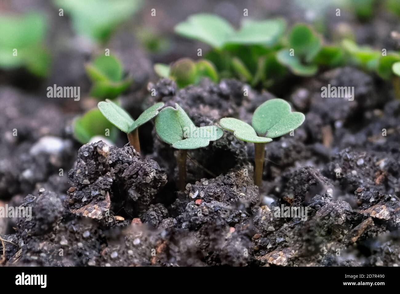 Three radish shoots with a blurred background Stock Photo - Alamy