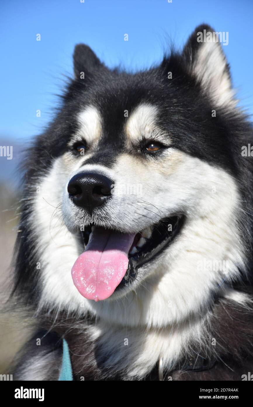 What Is An Alusky Dog