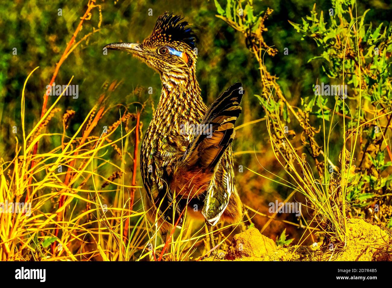 Colorful Greater Roadrunner Sonoran Desert Scrubland in Baja California ...
