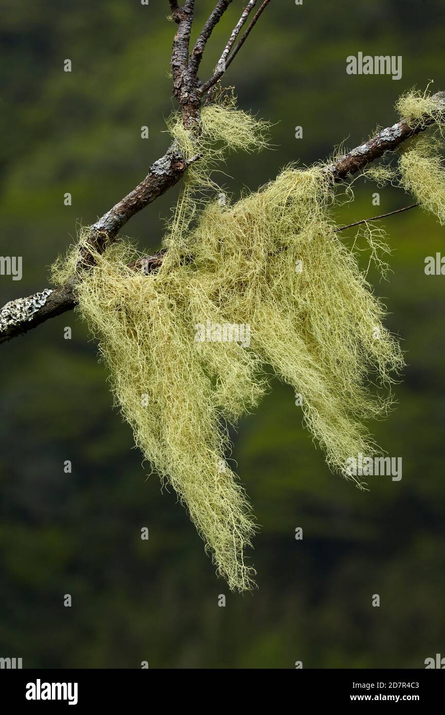Lichen, Takitoa Ridge Track, Raemaru Mountain, Rarotonga, Cook Islands ...