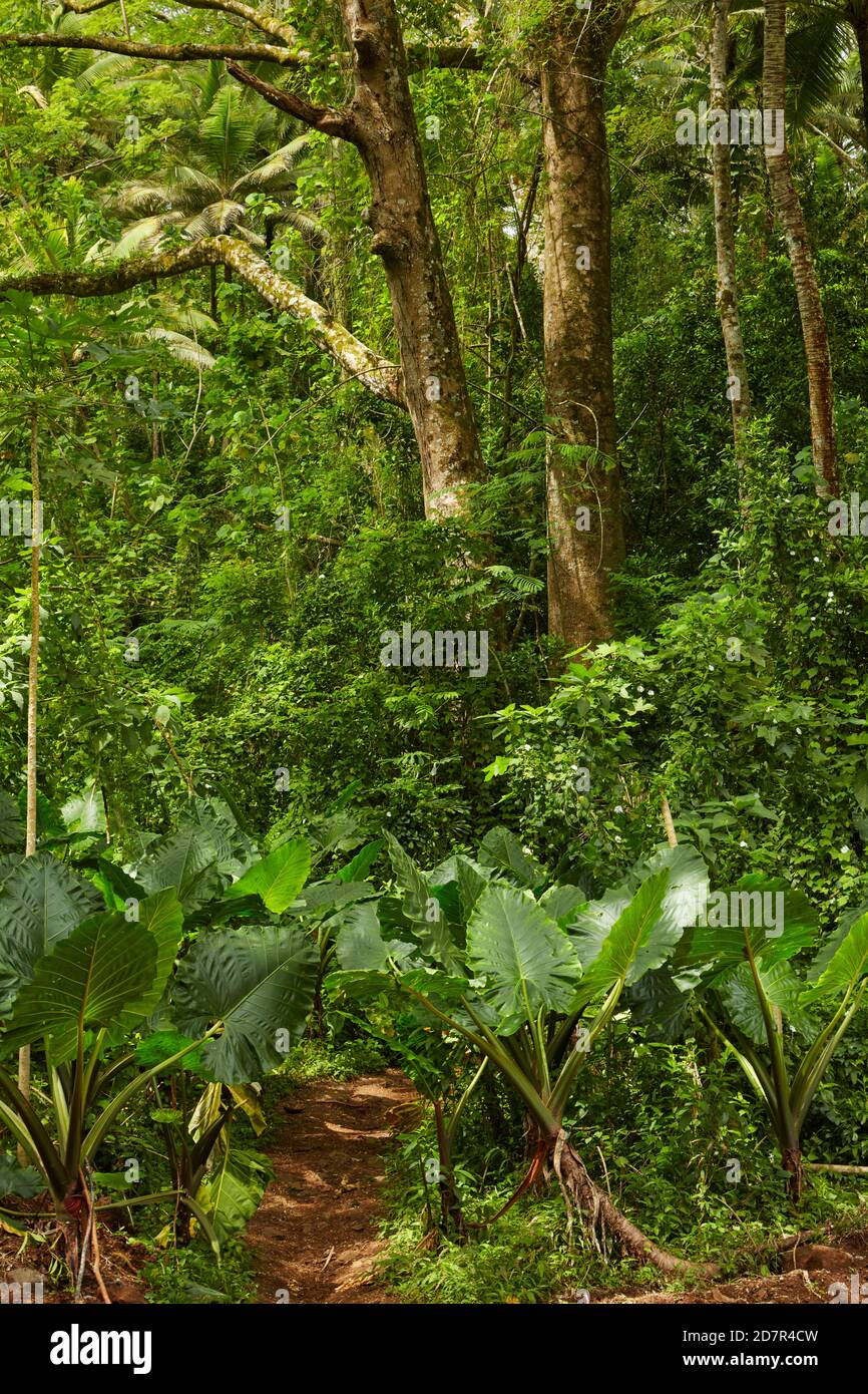 Forest, Takitoa Ridge Track, Raemaru Mountain, Rarotonga, Cook Islands ...