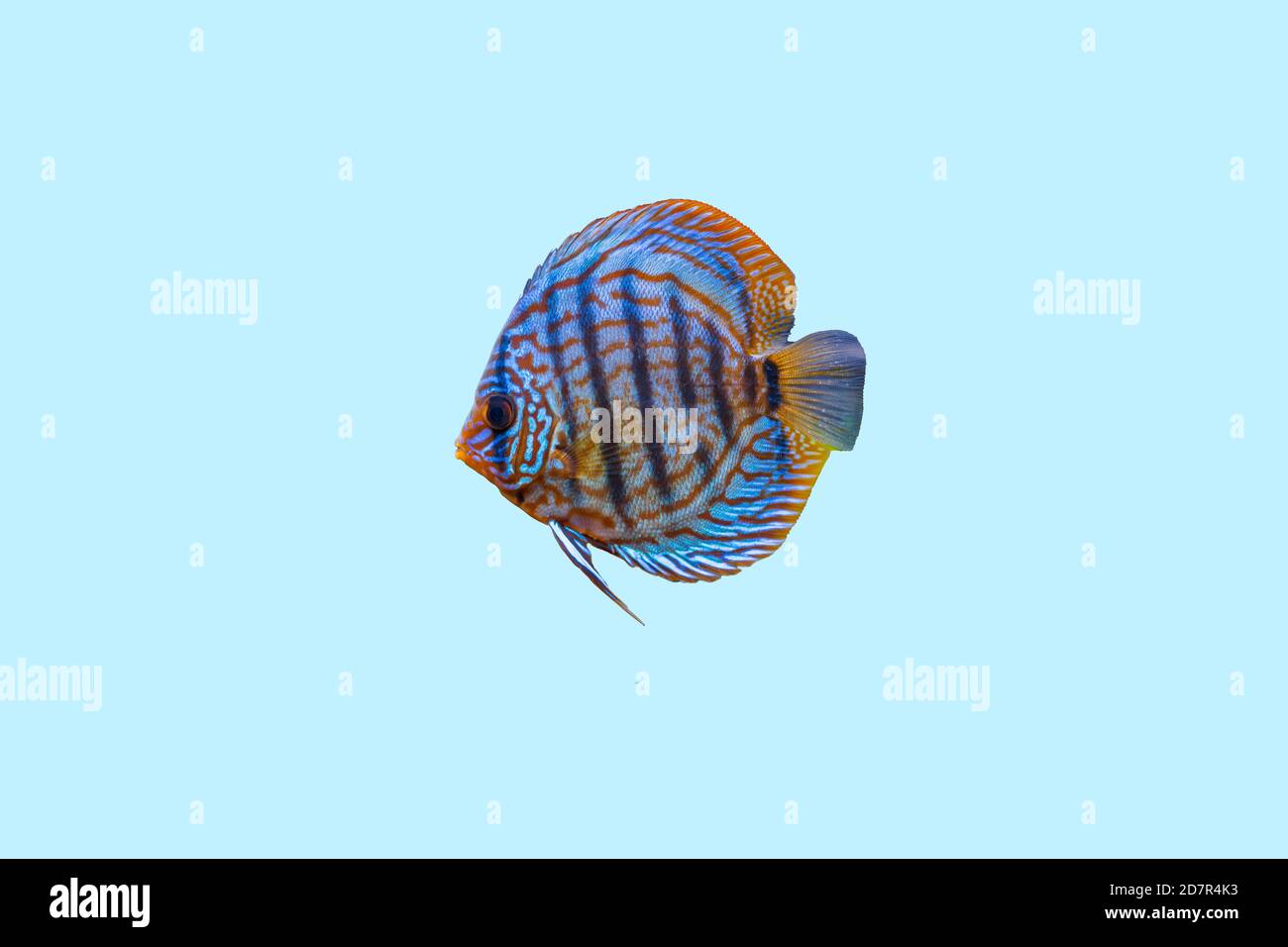 Close up view of gorgeous tiger turks discus aquarium fish isolated on ...