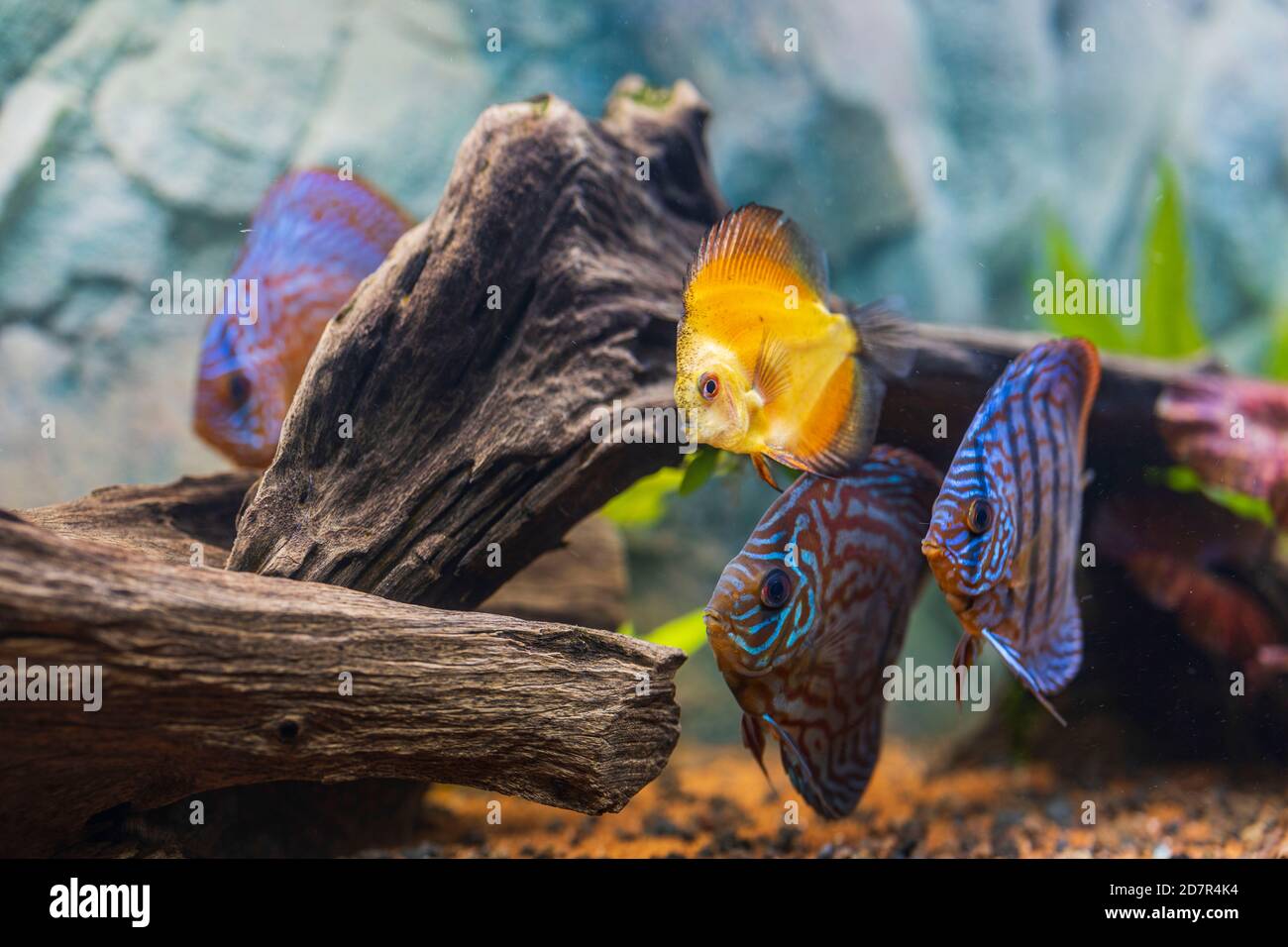 View of discus fish swimming in planted aquarium. Tropical fishes ...