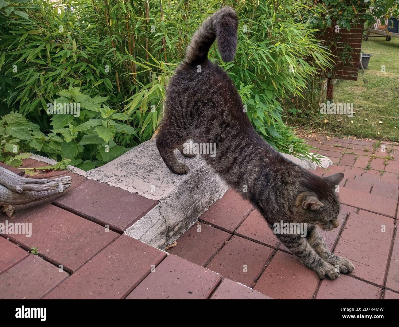 Tabby cat stretching in the garden. Tired cat stretching on the stairs ...