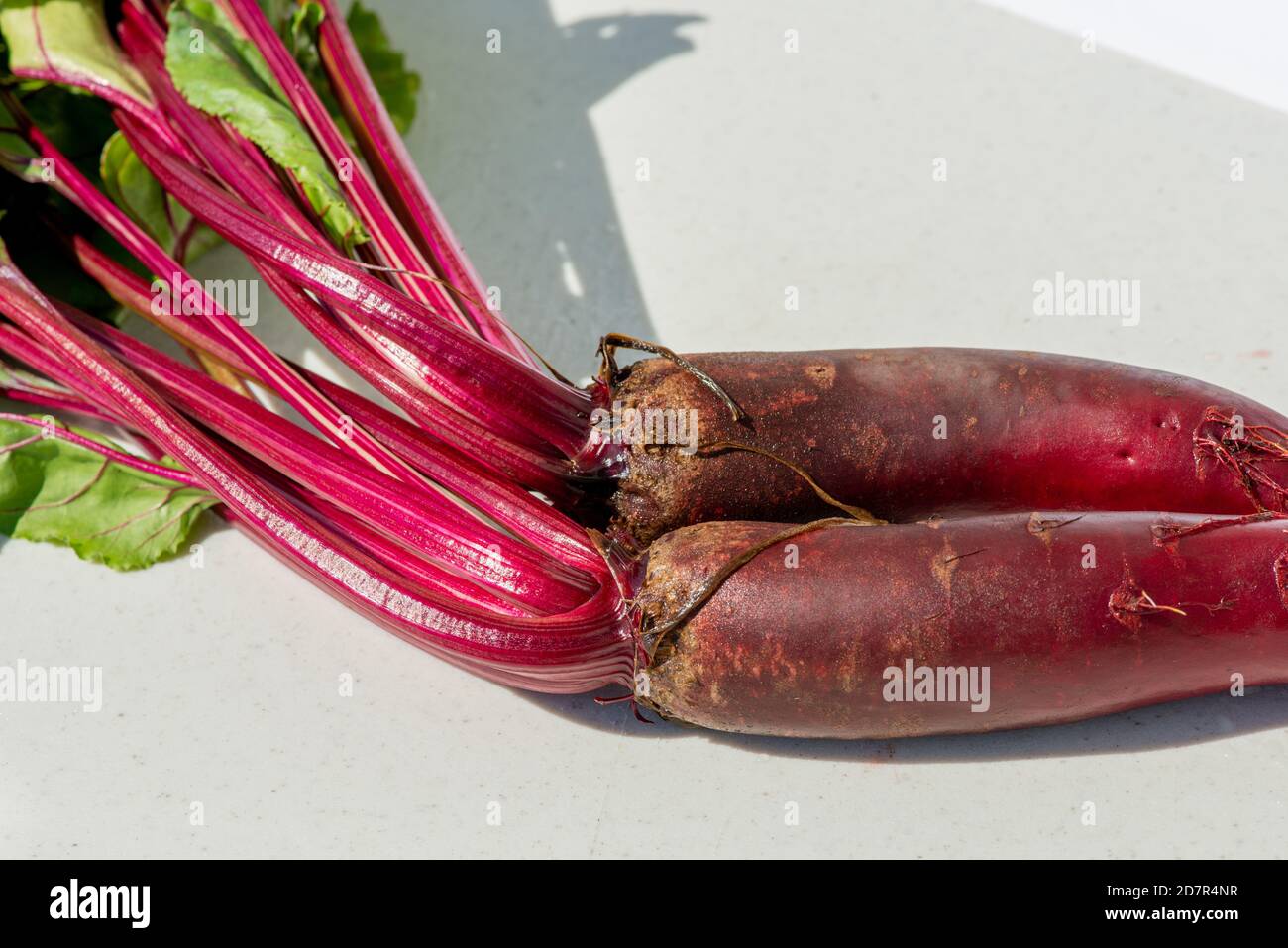 Cylindra beets are bright red in color with a white background. The ...