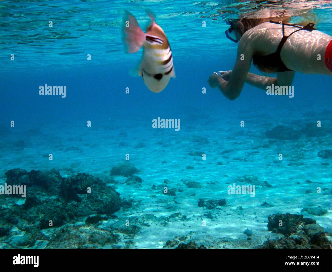 Cook islands fish hi-res stock photography and images - Alamy