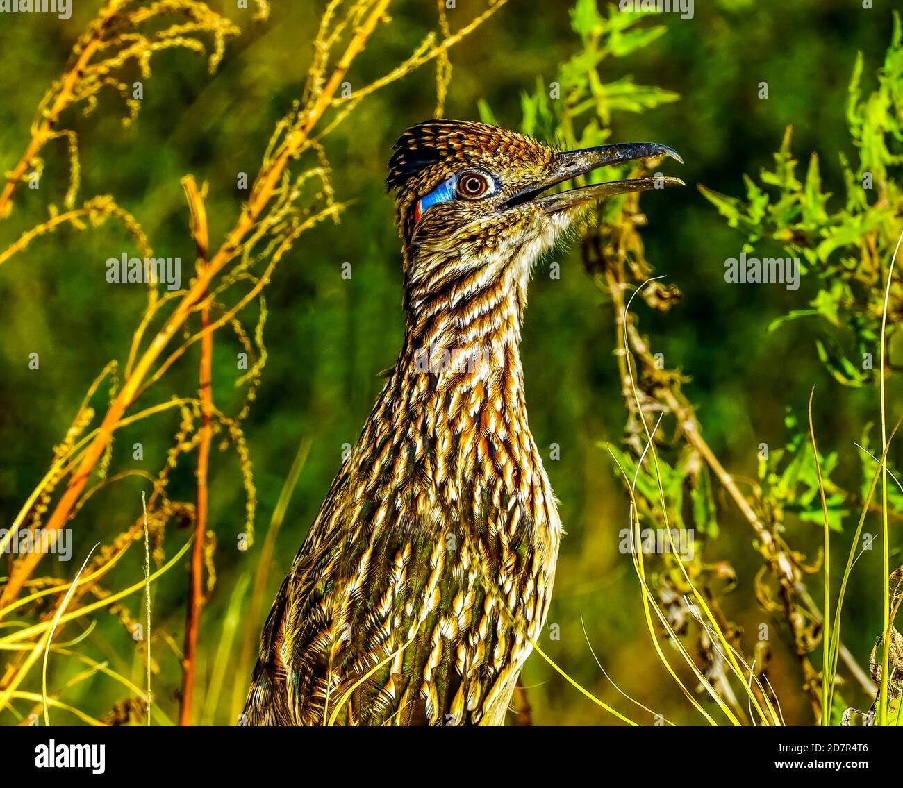 Colorful Greater Roadrunner Sonoran Desert Scrubland in Baja California ...