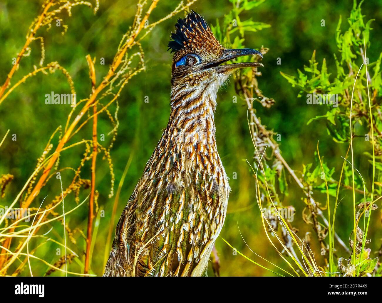 Colorful Greater Roadrunner Sonoran Desert Scrubland in Baja California ...