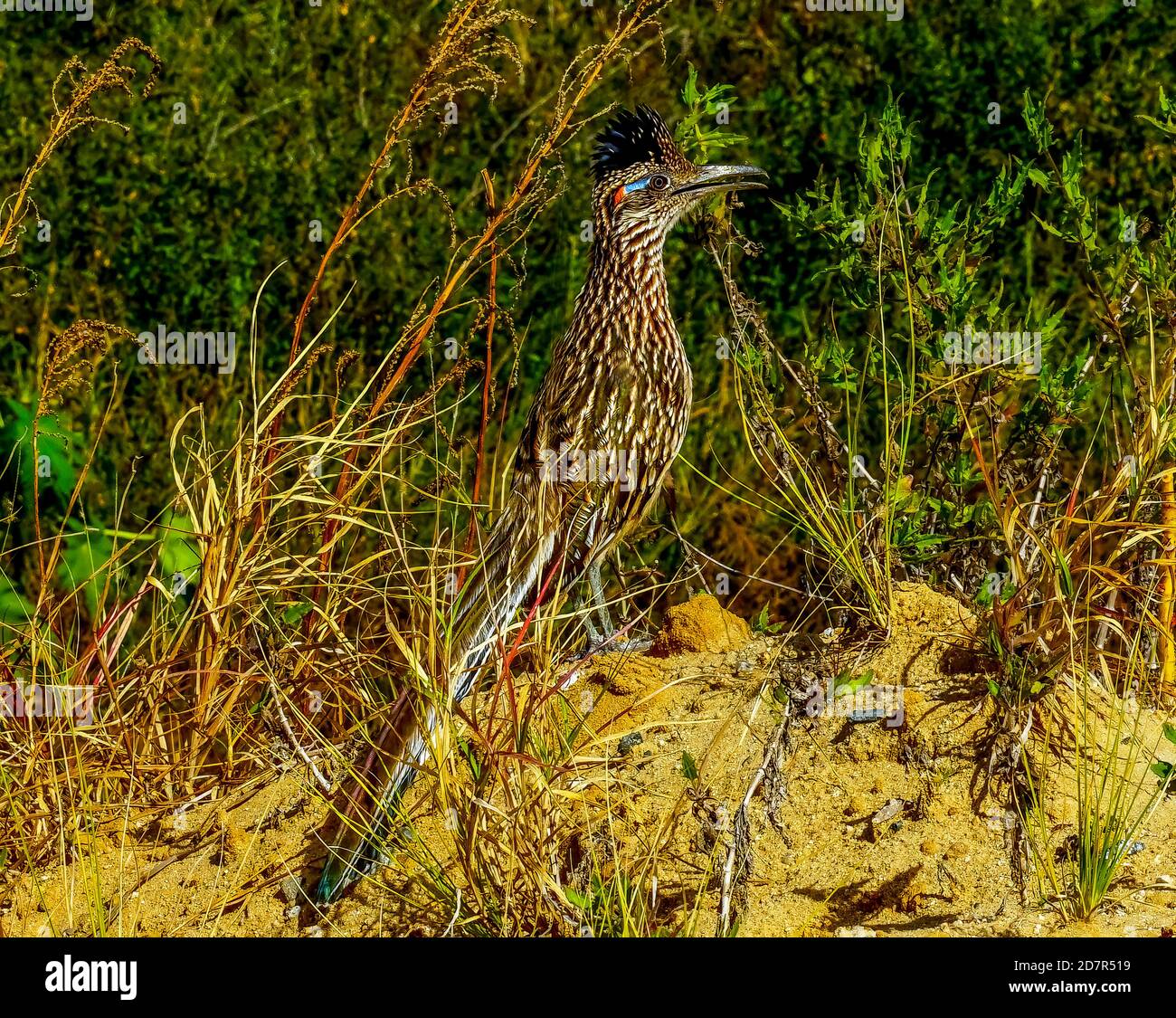 Colorful Greater Roadrunner Sonoran Desert Scrubland in Baja California ...