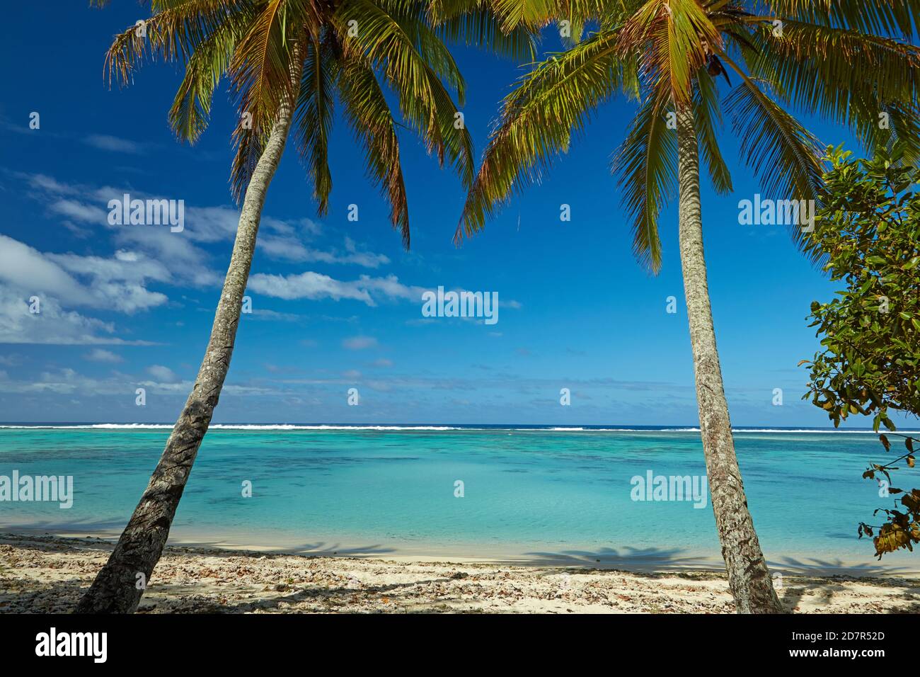 Coconut palm trees and beach, Takitimu District, Rarotonga, Cook ...