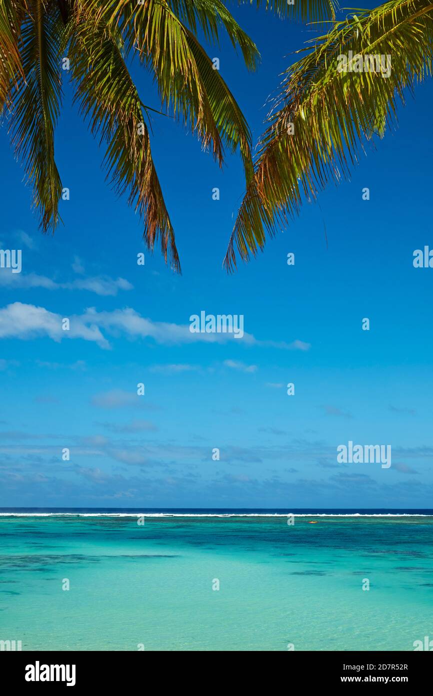 Coconut palm trees and beach, Takitimu District, Rarotonga, Cook ...