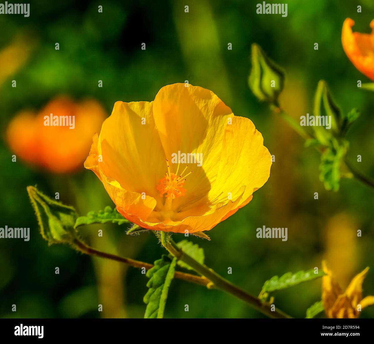 Colorful Yellow Sea Poppy or Yellow Horned Poppy Cabo San Lucas Baja ...