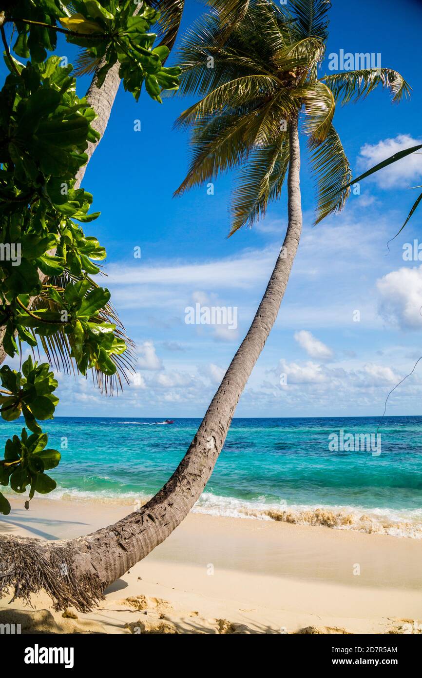 Beautiful view of palm trees growing on the beach at a resort by the ...