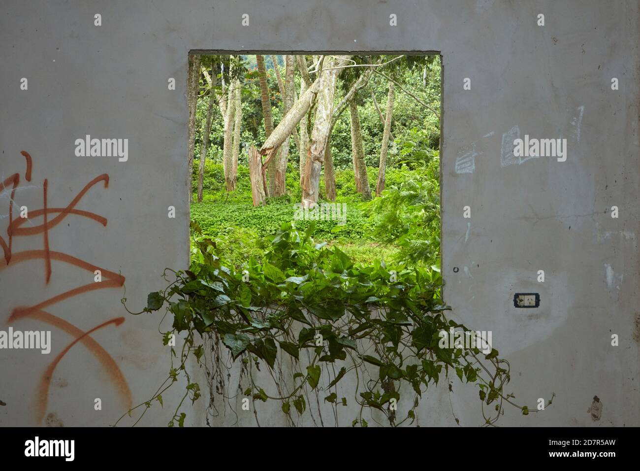 Vines growing through a window into the abandoned Sheraton Hotel ...