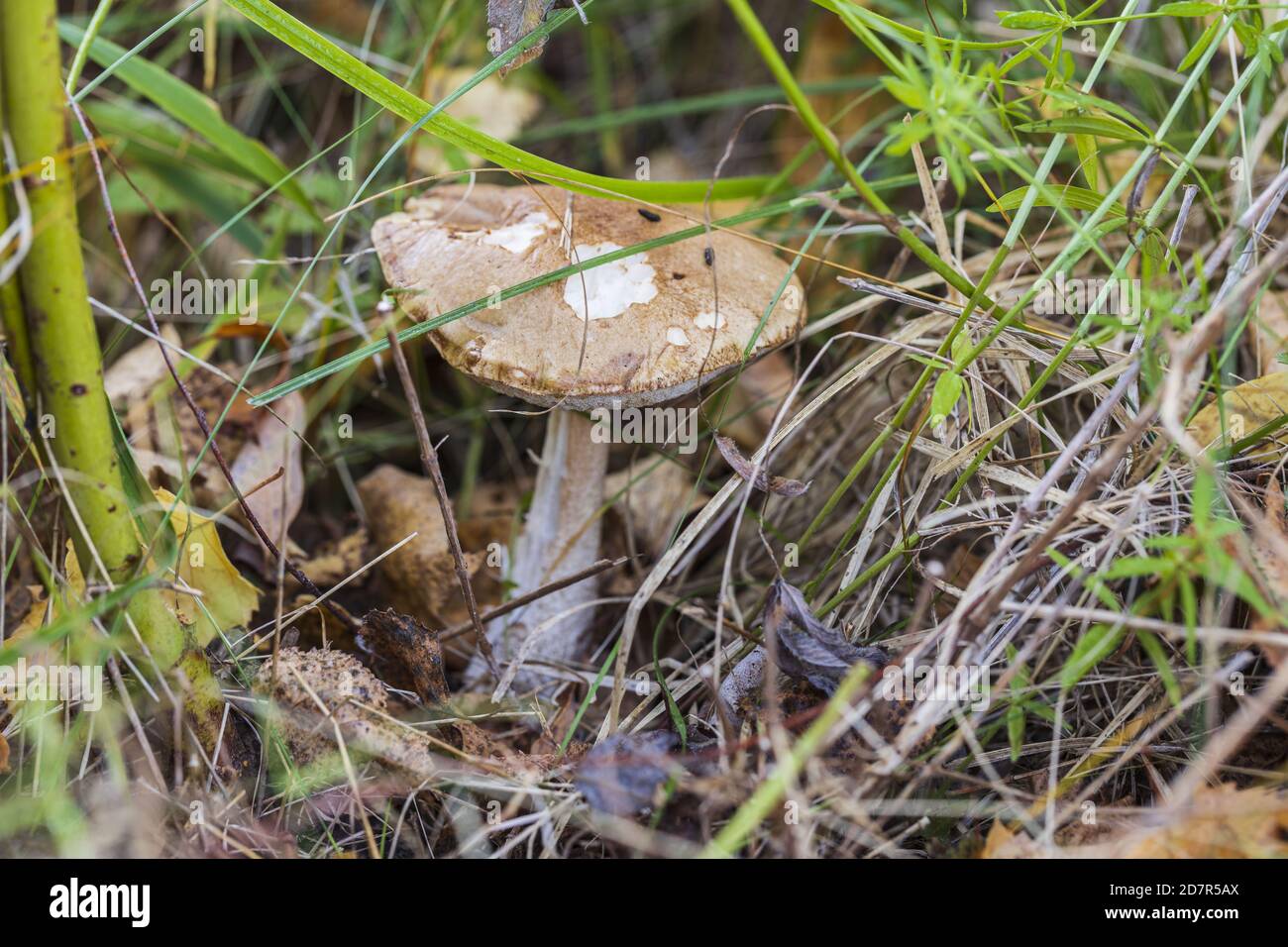 Beautiful close up view of brown cap boletus mushroom isolated on ...
