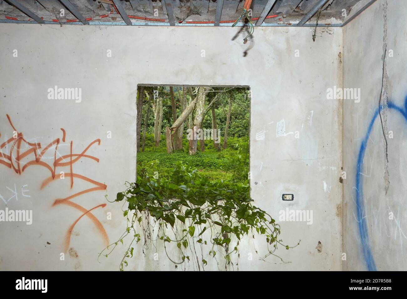 Vines growing through a window into the abandoned Sheraton Hotel ...