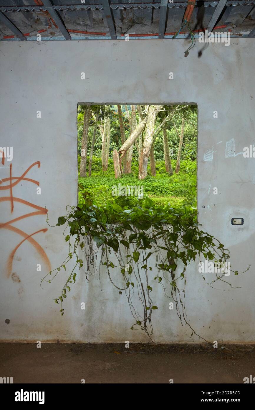 Vines growing through a window into the abandoned Sheraton Hotel ...