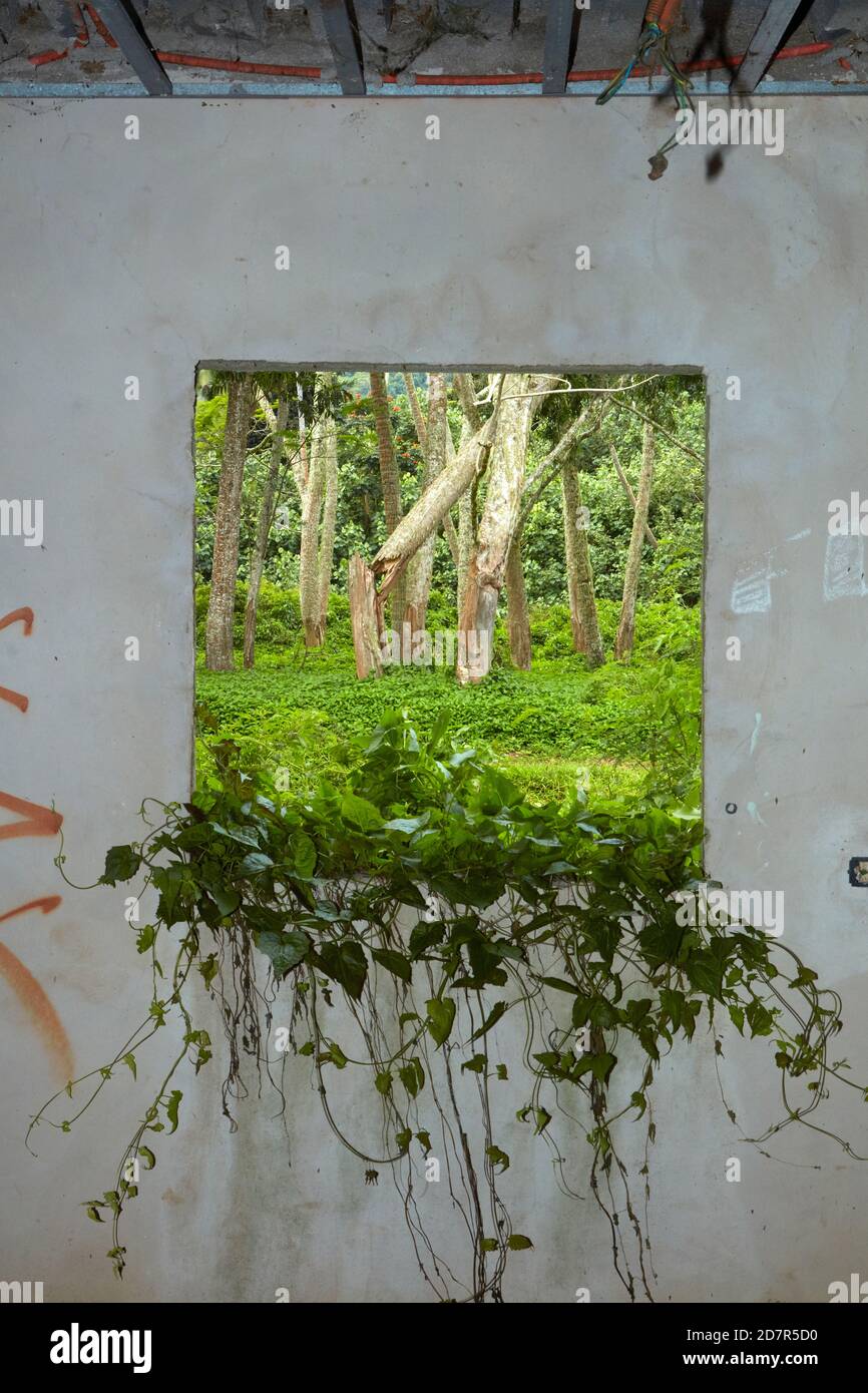 Vines growing through a window into the abandoned Sheraton Hotel ...