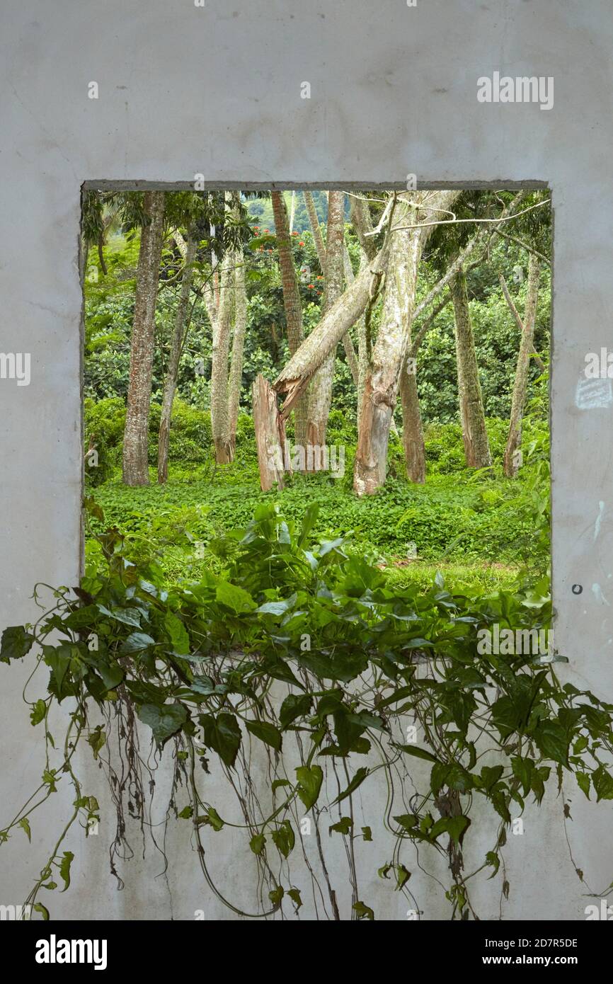 Vines growing through a window into the abandoned Sheraton Hotel ...